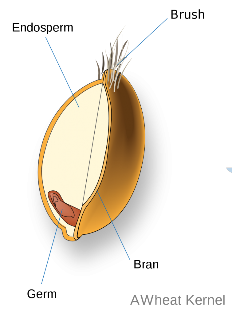 Choose whole grain bread! - Online Nutrition Advice